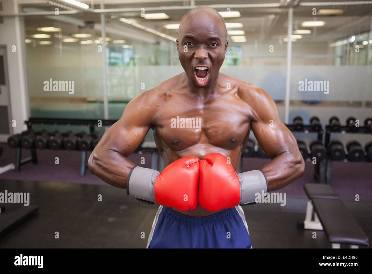 Muscular boxer flexing muscles in health club Stock Photo - Alamy
