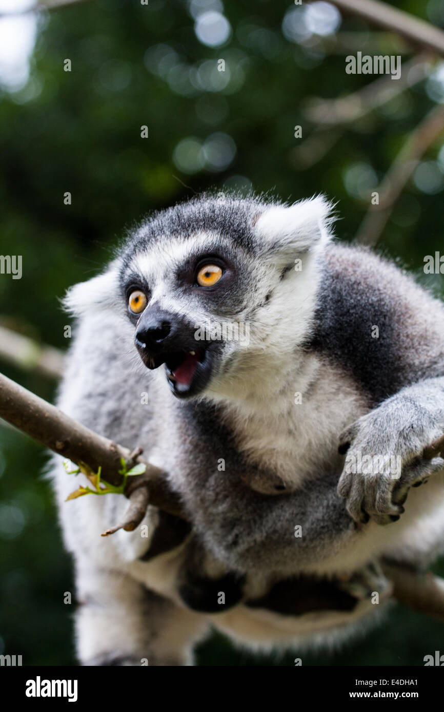 Aggressive ring-tailed lemur sitting on a branch Stock Photo - Alamy