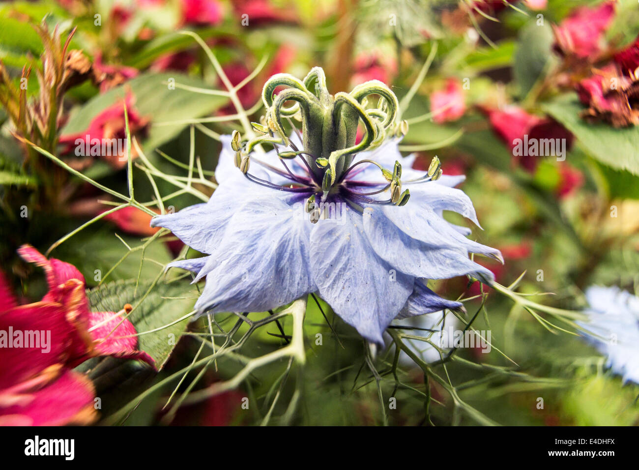 Love in mist nigella hi-res stock photography and images - Alamy