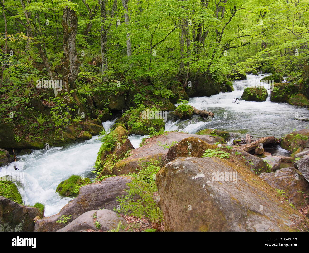 Oirase gorge in fresh green, Aomori, Japan Stock Photo - Alamy