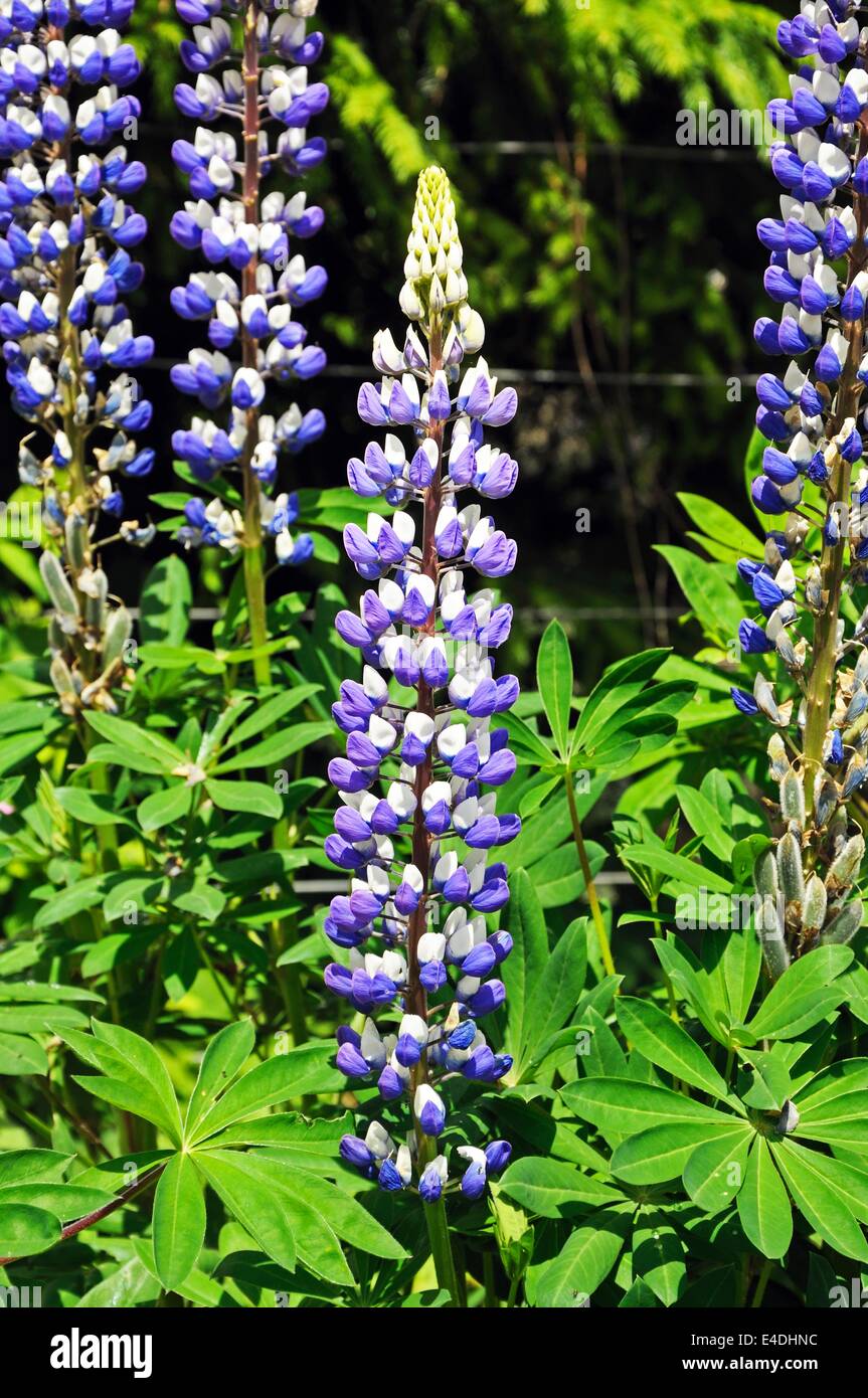 Blue and white Lupin flowers Stock Photo - Alamy