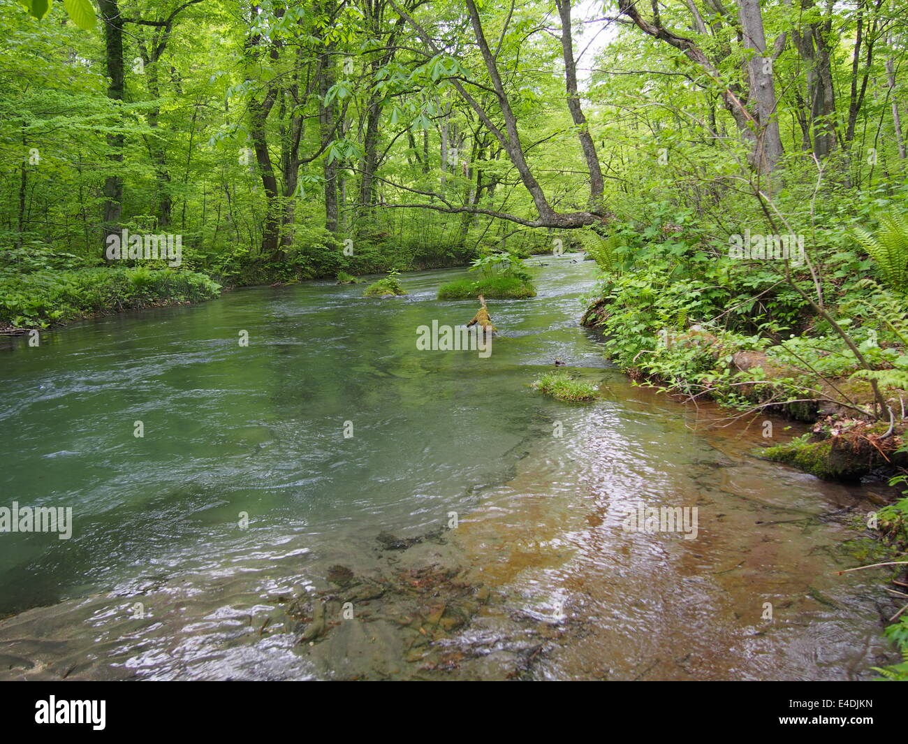 Oirase gorge in fresh green, Aomori, Japan Stock Photo - Alamy