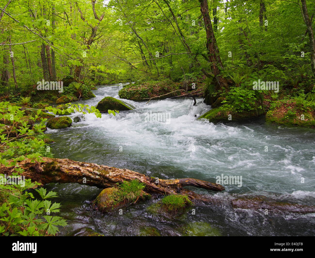 Oirase gorge in fresh green, Aomori, Japan Stock Photo - Alamy