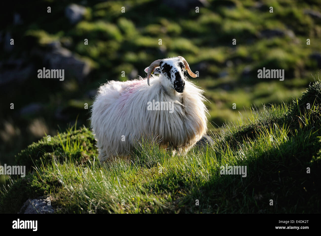 Ram male hi-res stock photography and images - Alamy