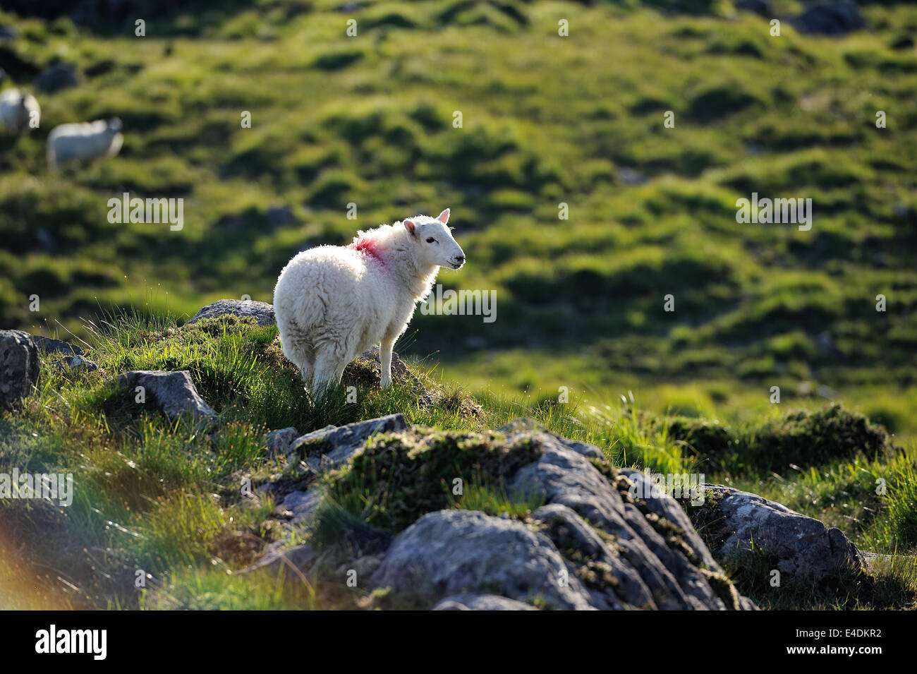 Irish countryside with sheep hi-res stock photography and images - Alamy