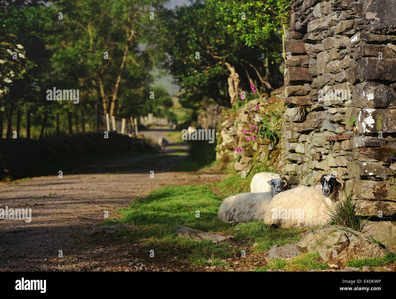 The Irish Countryside Stock Photo - Alamy
