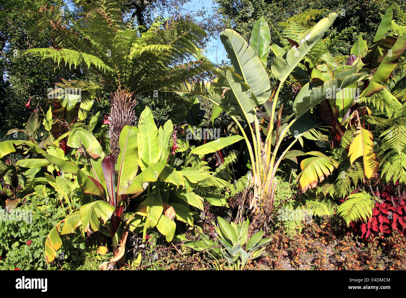 Musa basjoo banana tree hi-res stock photography and images - Alamy