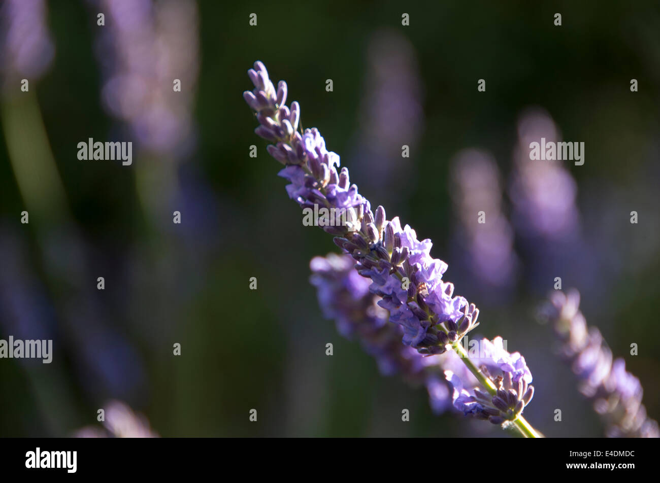 lavender (Lavandula angustifolia), inflorescences Stock Photo - Alamy