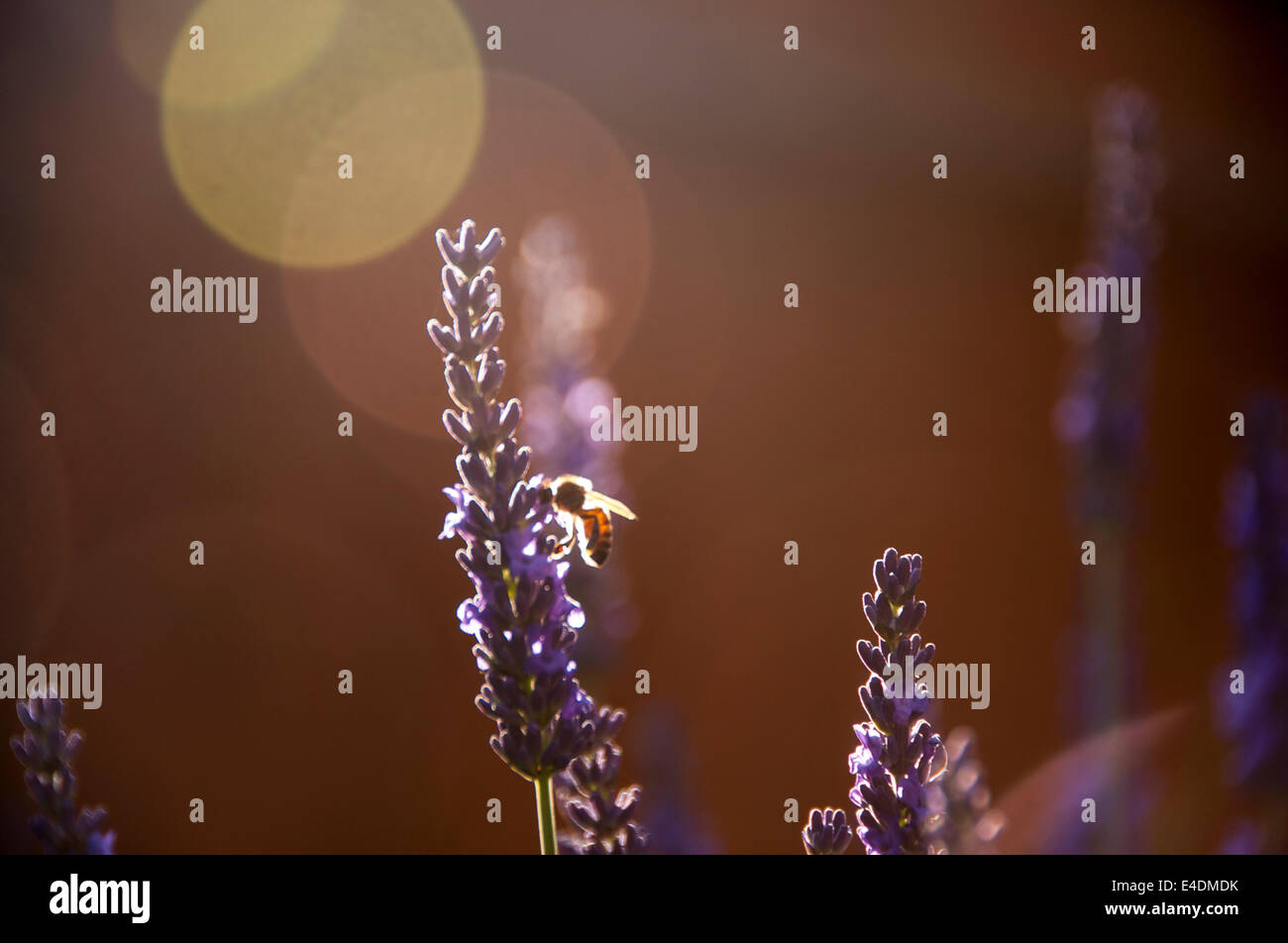 Honey bee collecting pollen on lavender in english summertime Stock ...