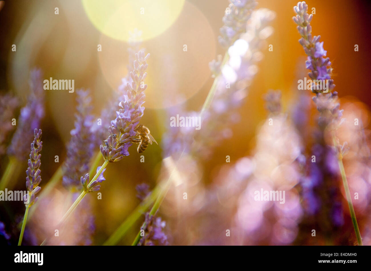 Honey bee collecting pollen in lavender field in the english summertime ...