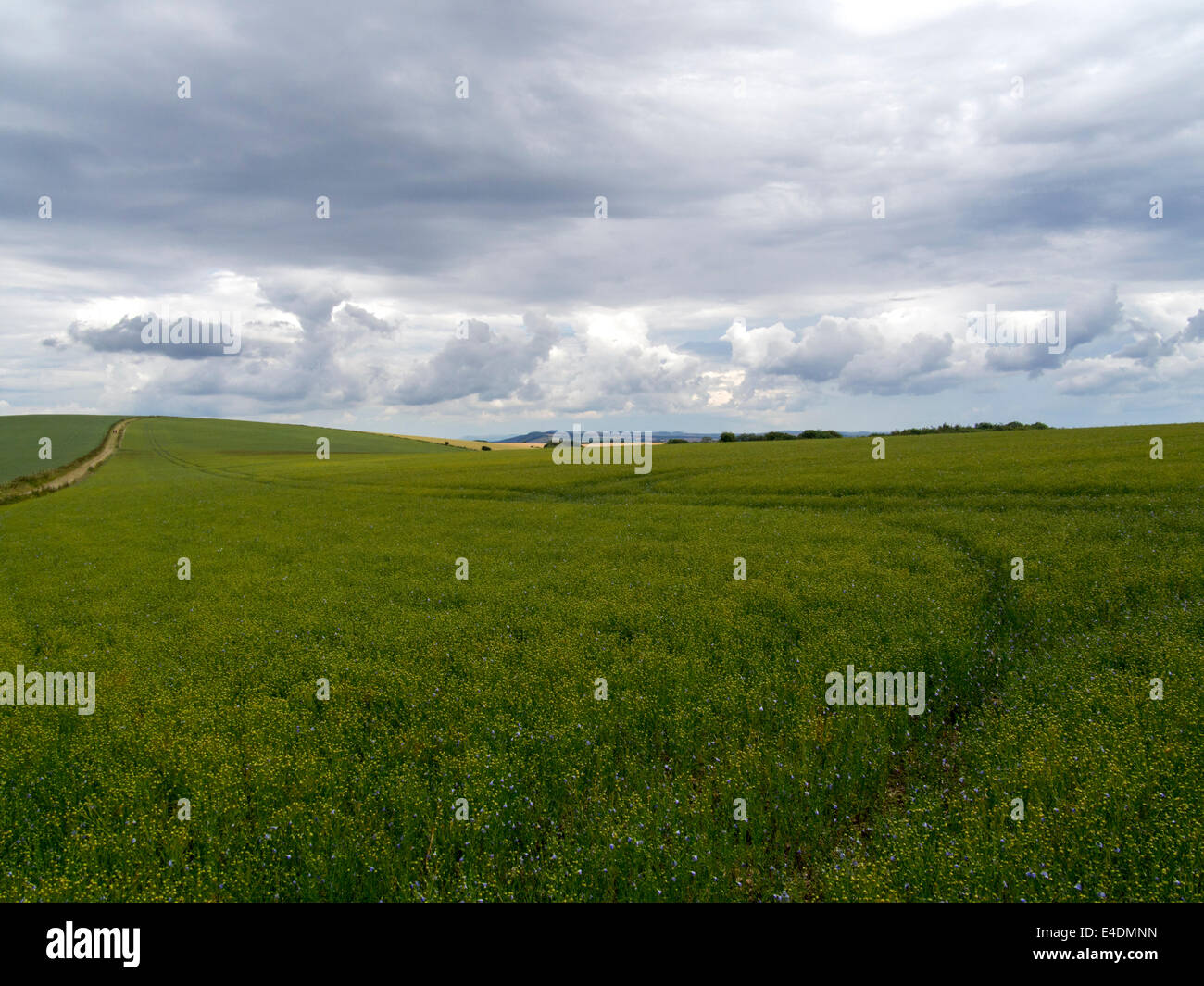 South Downs Way at Bignor Hill, West Sussex, England UK, looking east ...