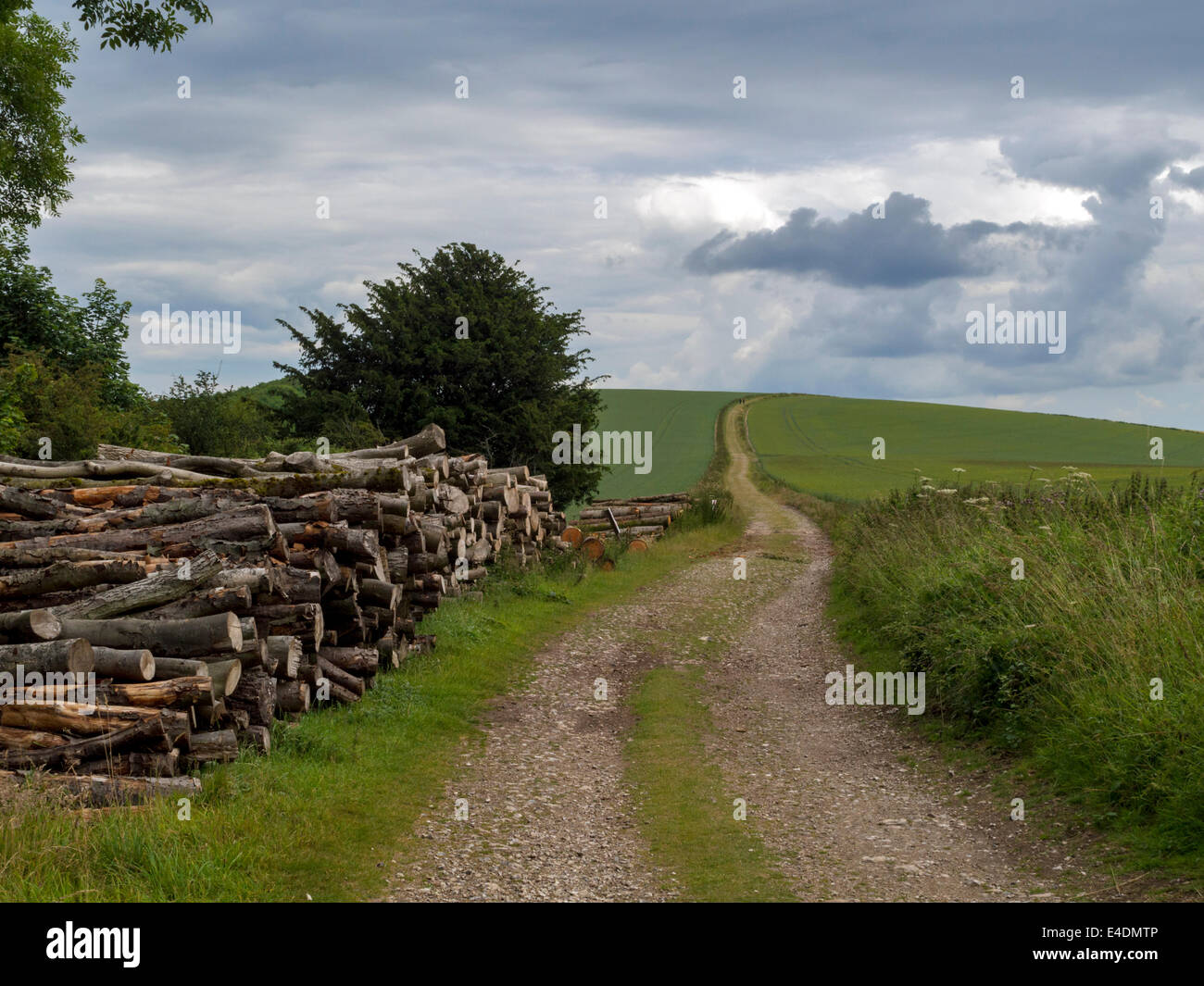 South Downs Way at Bignor Hill, West Sussex, England UK, looking east ...