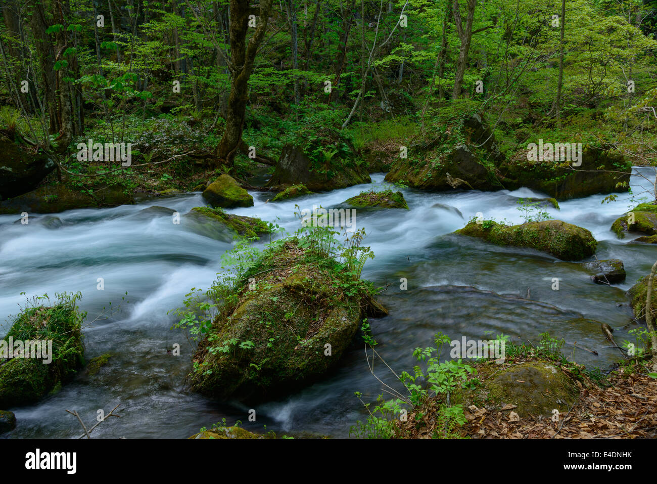 Oirase gorge in fresh green, Aomori, Japan Stock Photo - Alamy
