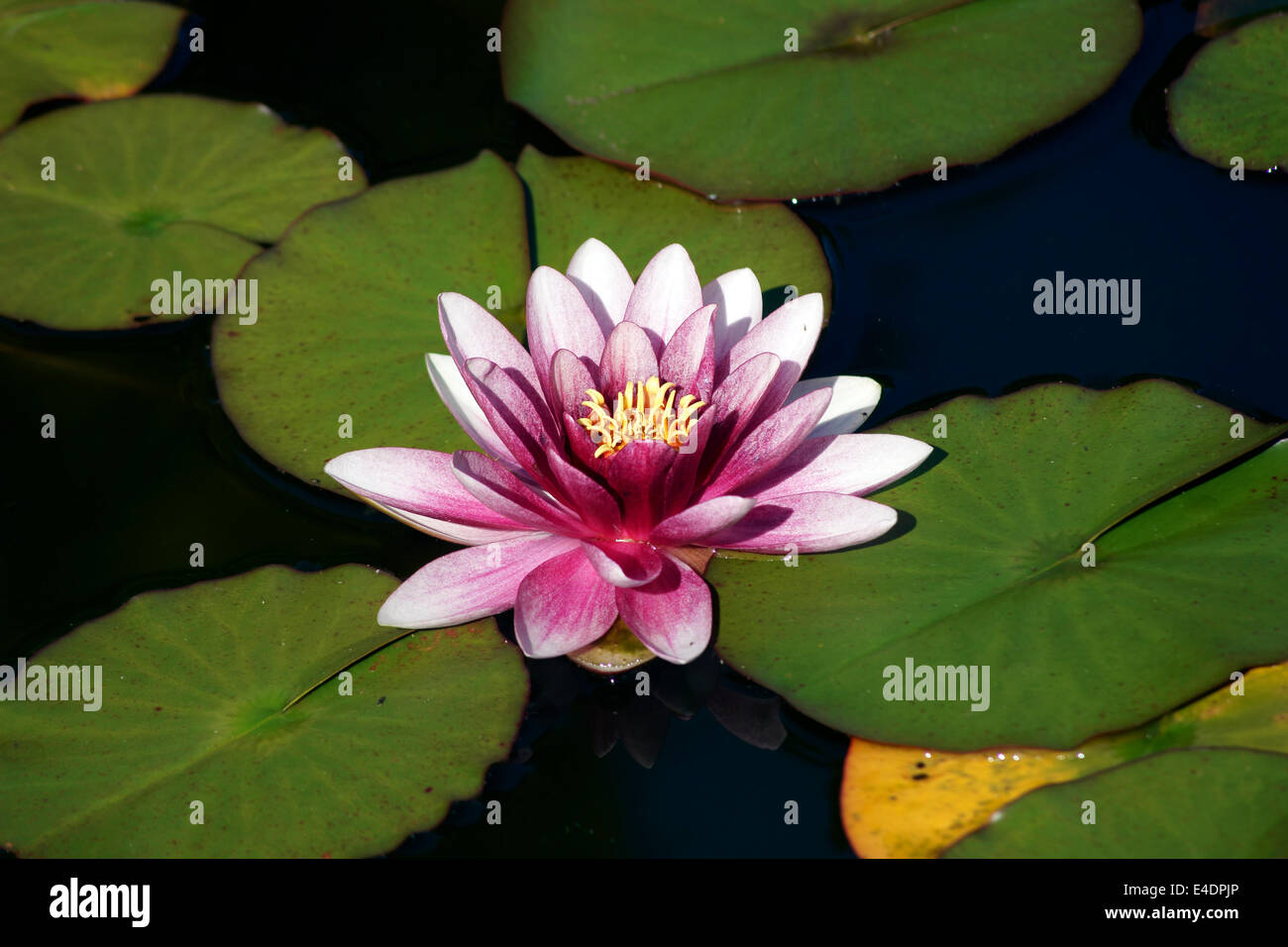 Birds eye view water lily hi-res stock photography and images - Alamy