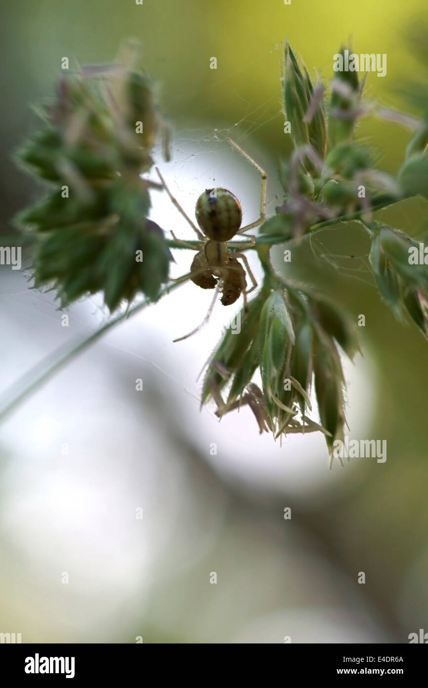 Spider eats maggot Stock Photo - Alamy