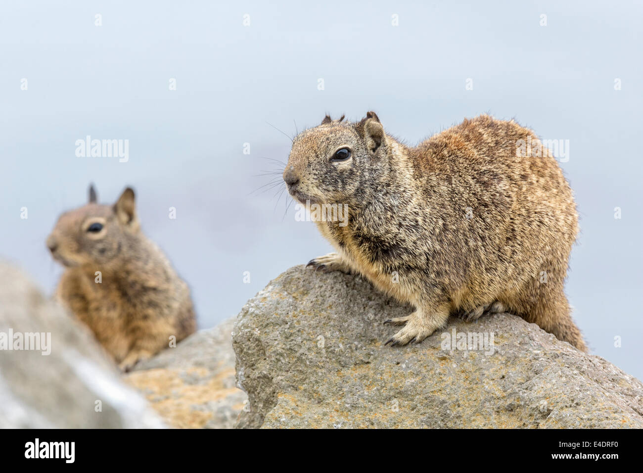 California Ground Squirrel Stock Photo - Alamy