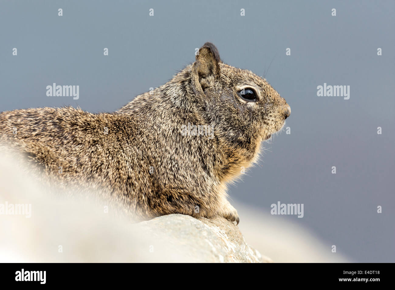 California Ground Squirrel Stock Photo - Alamy