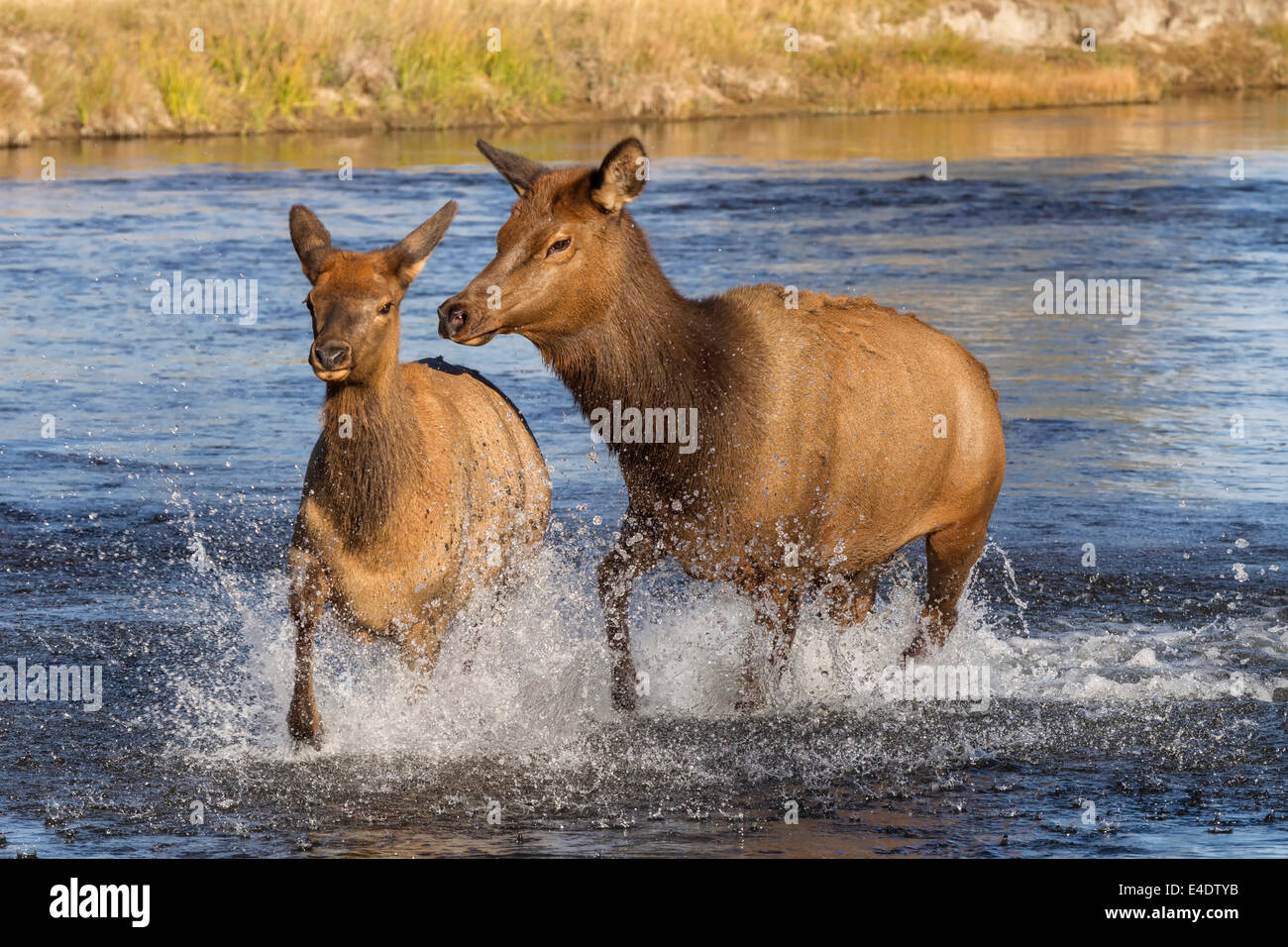 Cow Elk chasing a youngster Stock Photo - Alamy