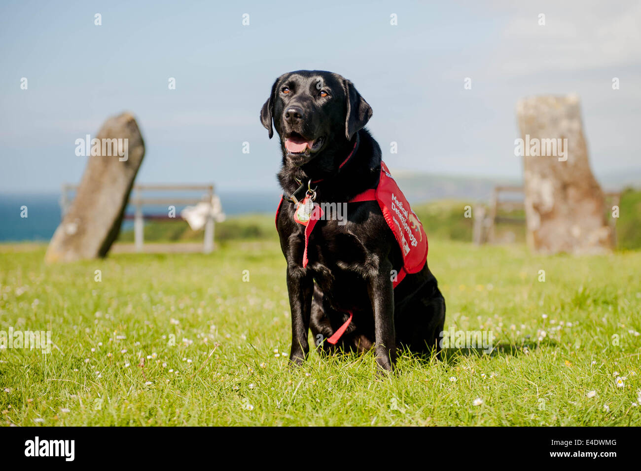 Tuesday 8 July 2014, Fishguard, Pembrokeshire, Wales, UK. Pictured ...