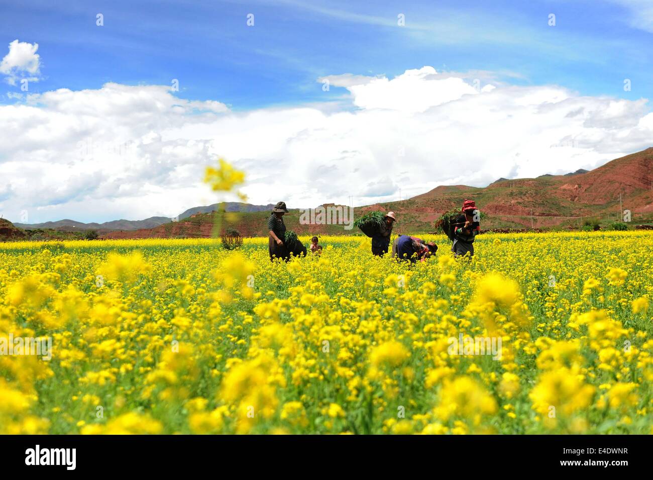 Konjo, China's Tibet Autonomous Region. 9th July, 2014. Local residents ...