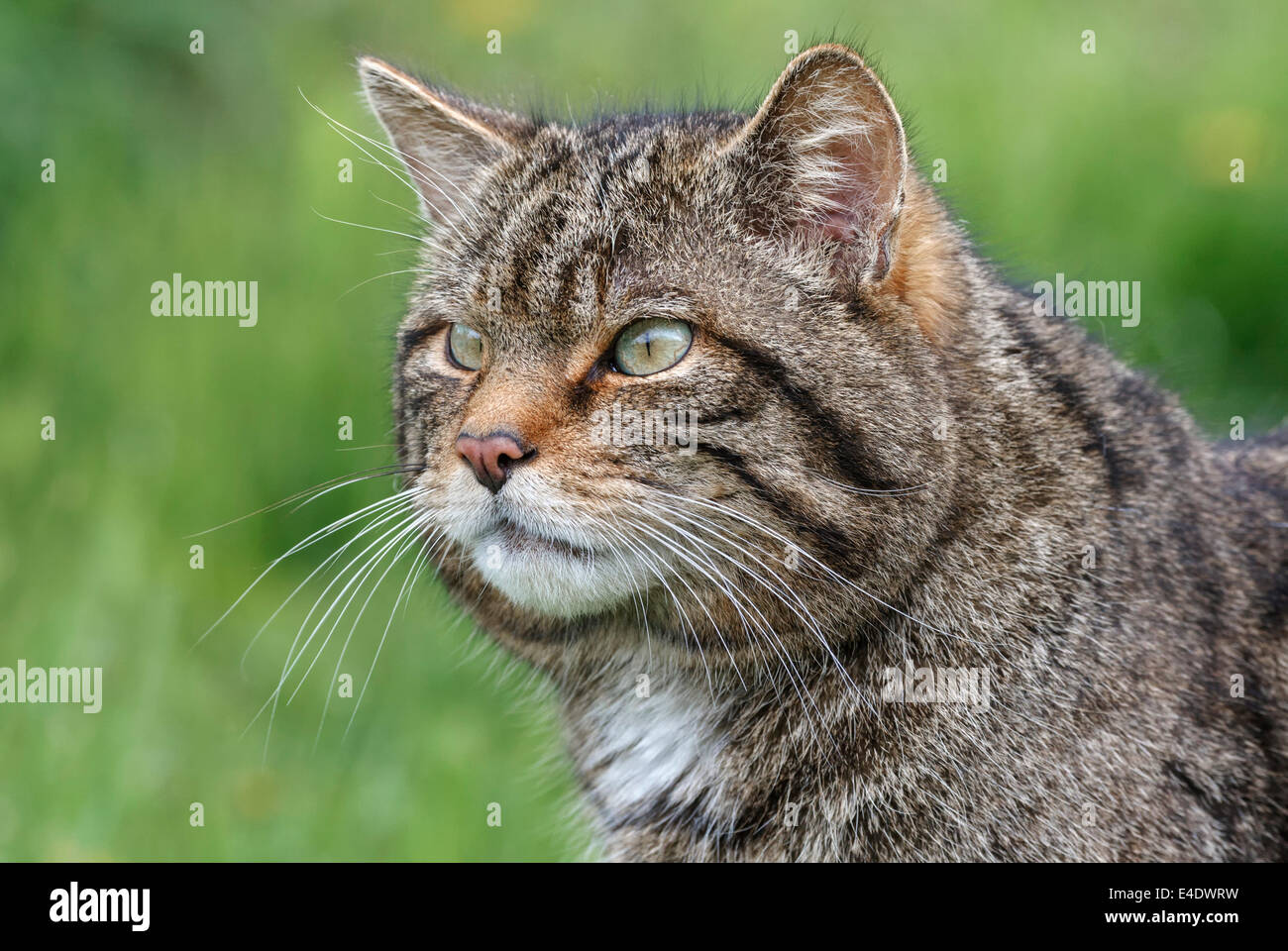 Scottish wildcat uk hi-res stock photography and images - Alamy