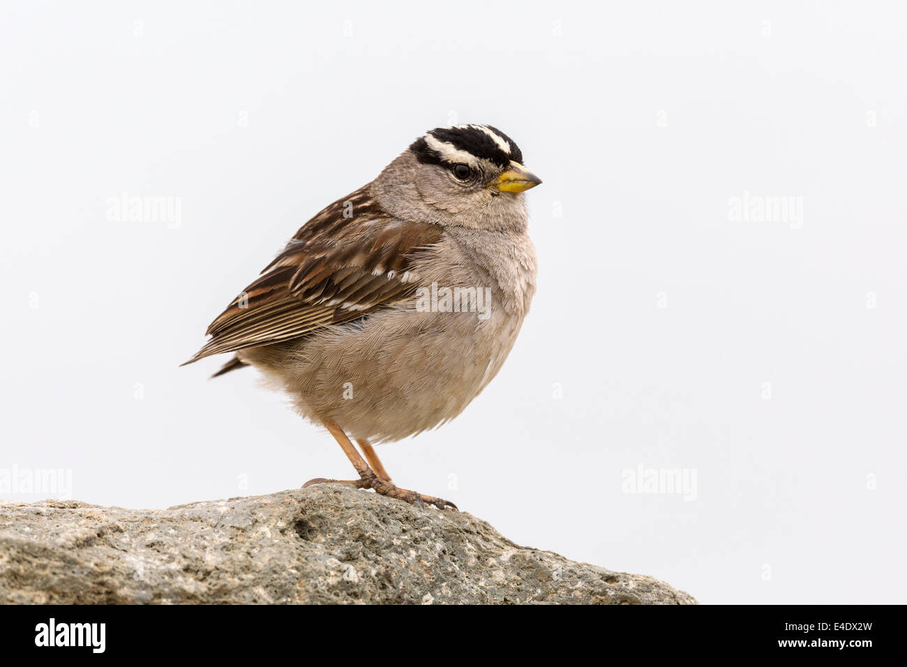 White crowned Sparrow with no tail Stock Photo - Alamy