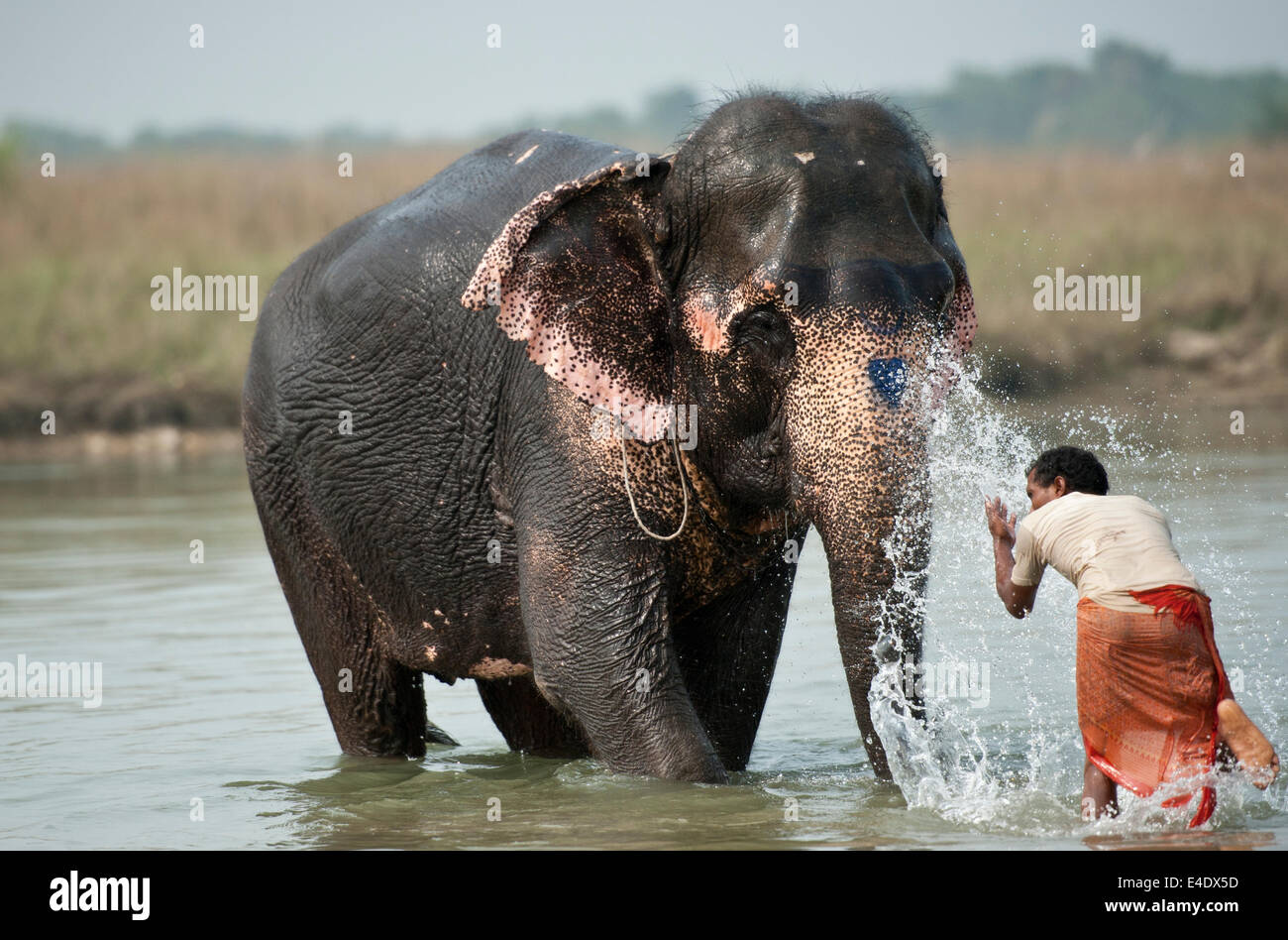 Elephant bath in river thailand hi-res stock photography and images - Alamy