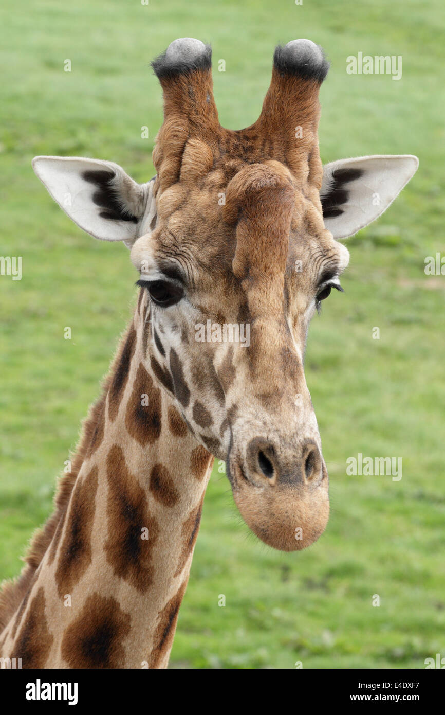 Giraffe at Folly Farm, Wales Stock Photo - Alamy