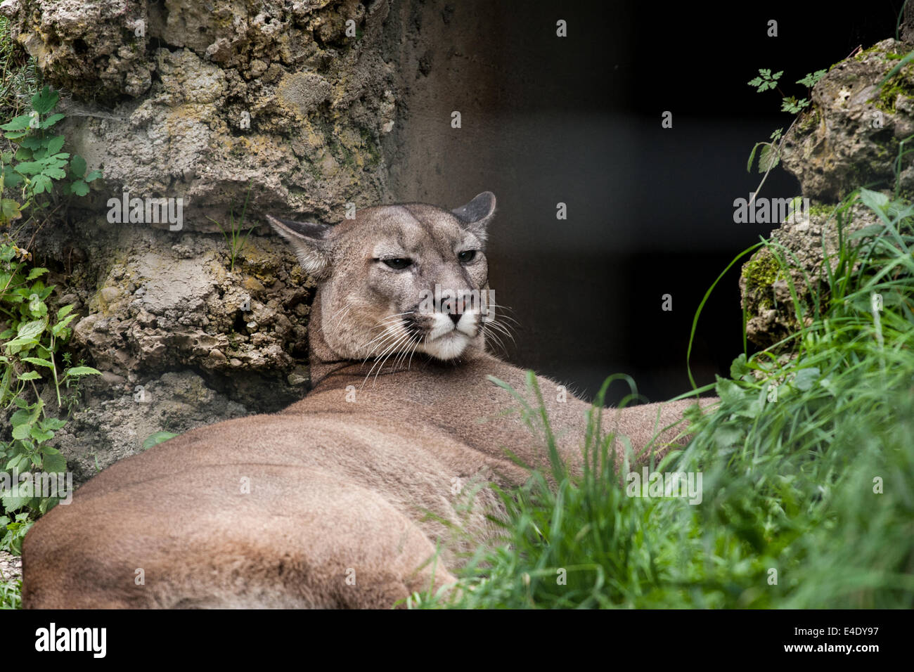 Big puma with scary looking face and eyes Stock Photo - Alamy