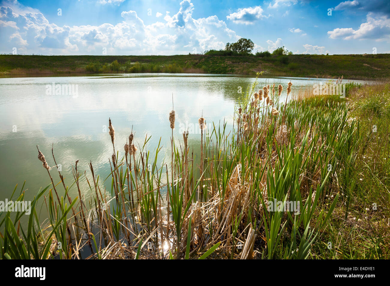 Lake shore nature background Stock Photo - Alamy