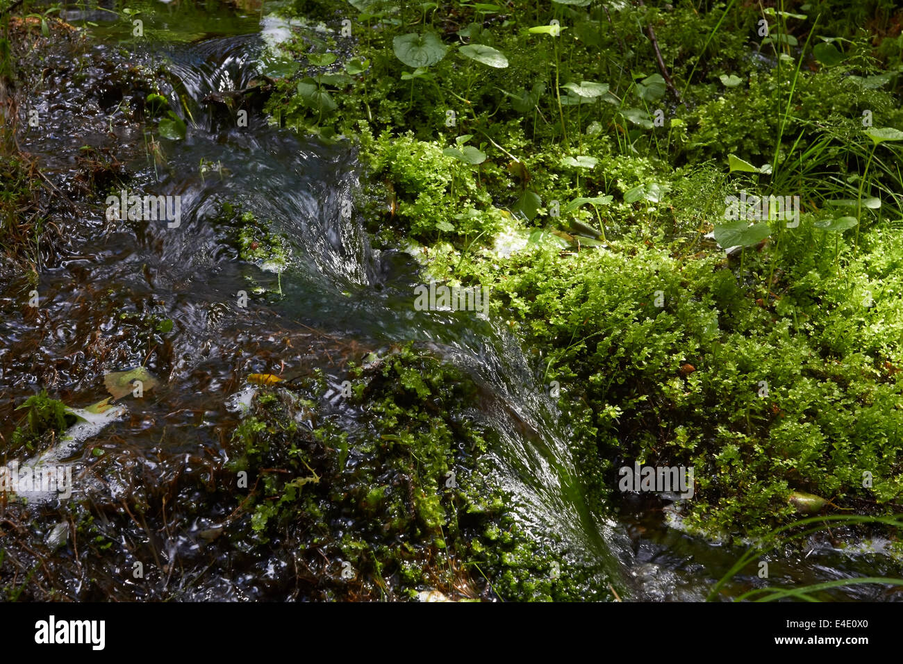 small stream, Ruokolahti Finland Stock Photo - Alamy