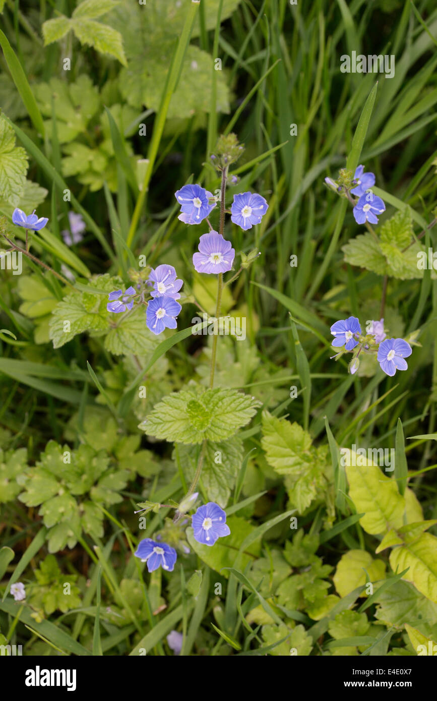 Veronica montana, Wood Speedwell, Wales, UK Stock Photo - Alamy