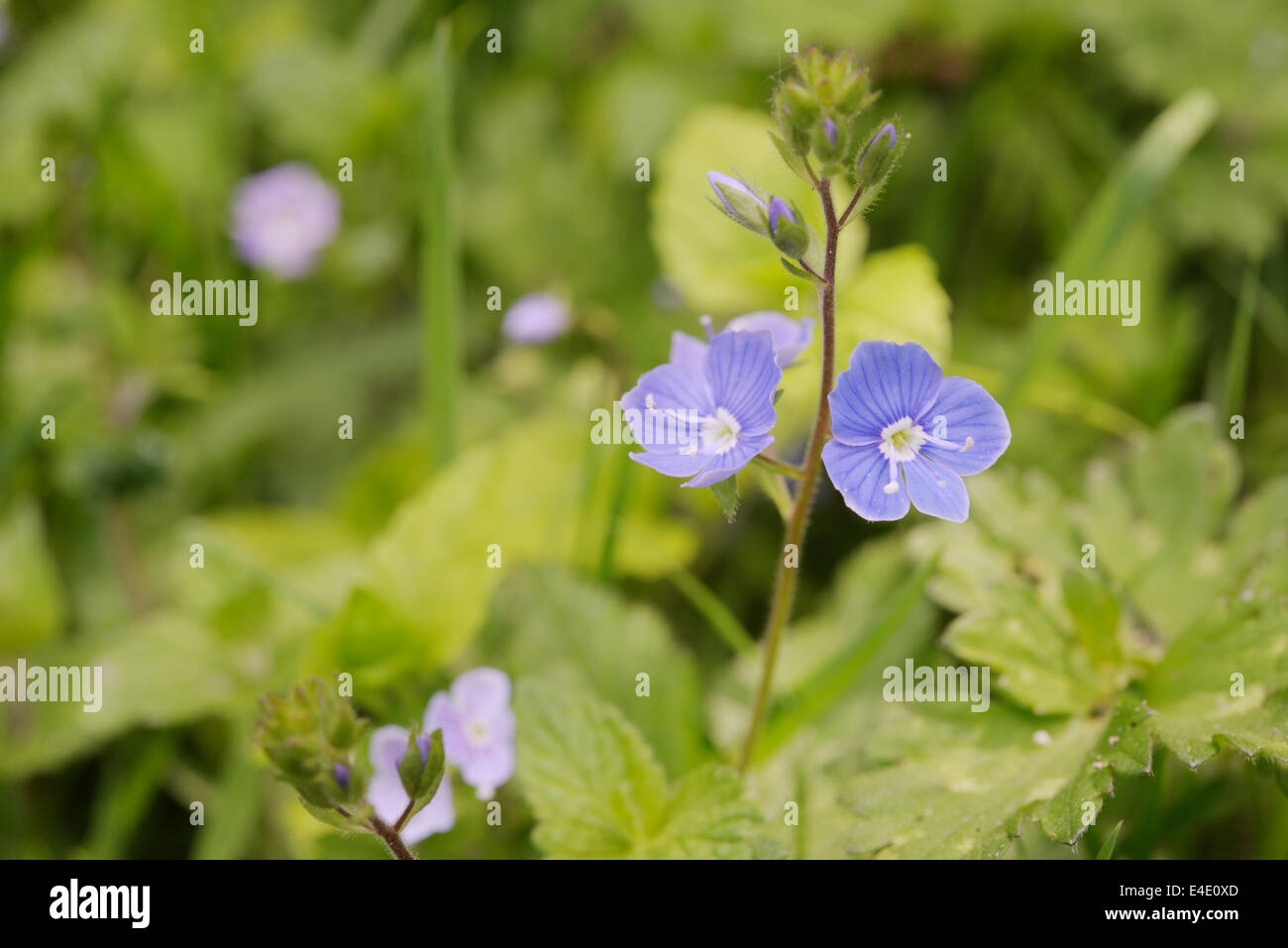 Veronica montana, Wood Speedwell, Wales, UK Stock Photo - Alamy