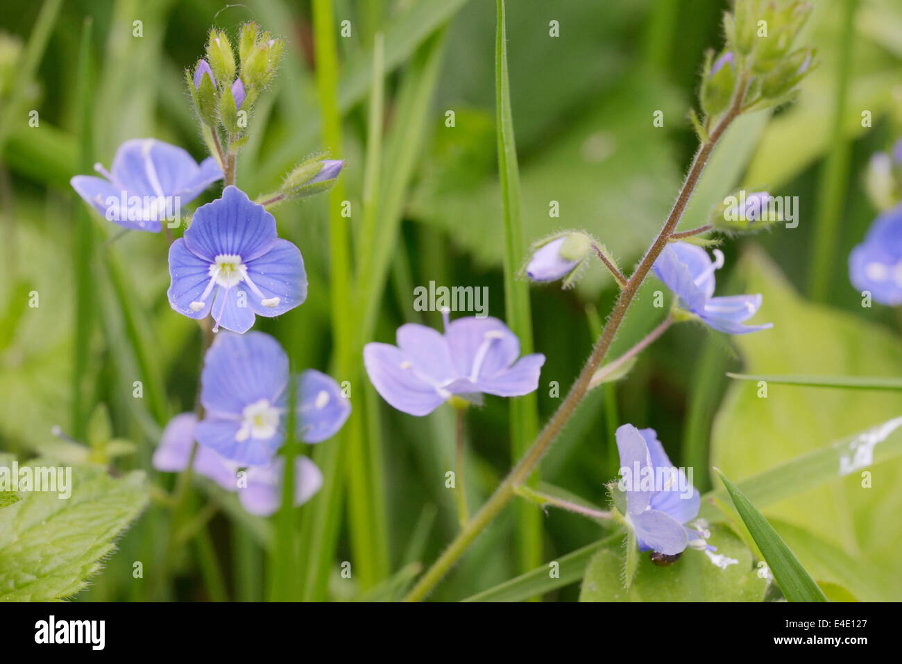 Veronica montana, Wood Speedwell, Wales, UK Stock Photo - Alamy