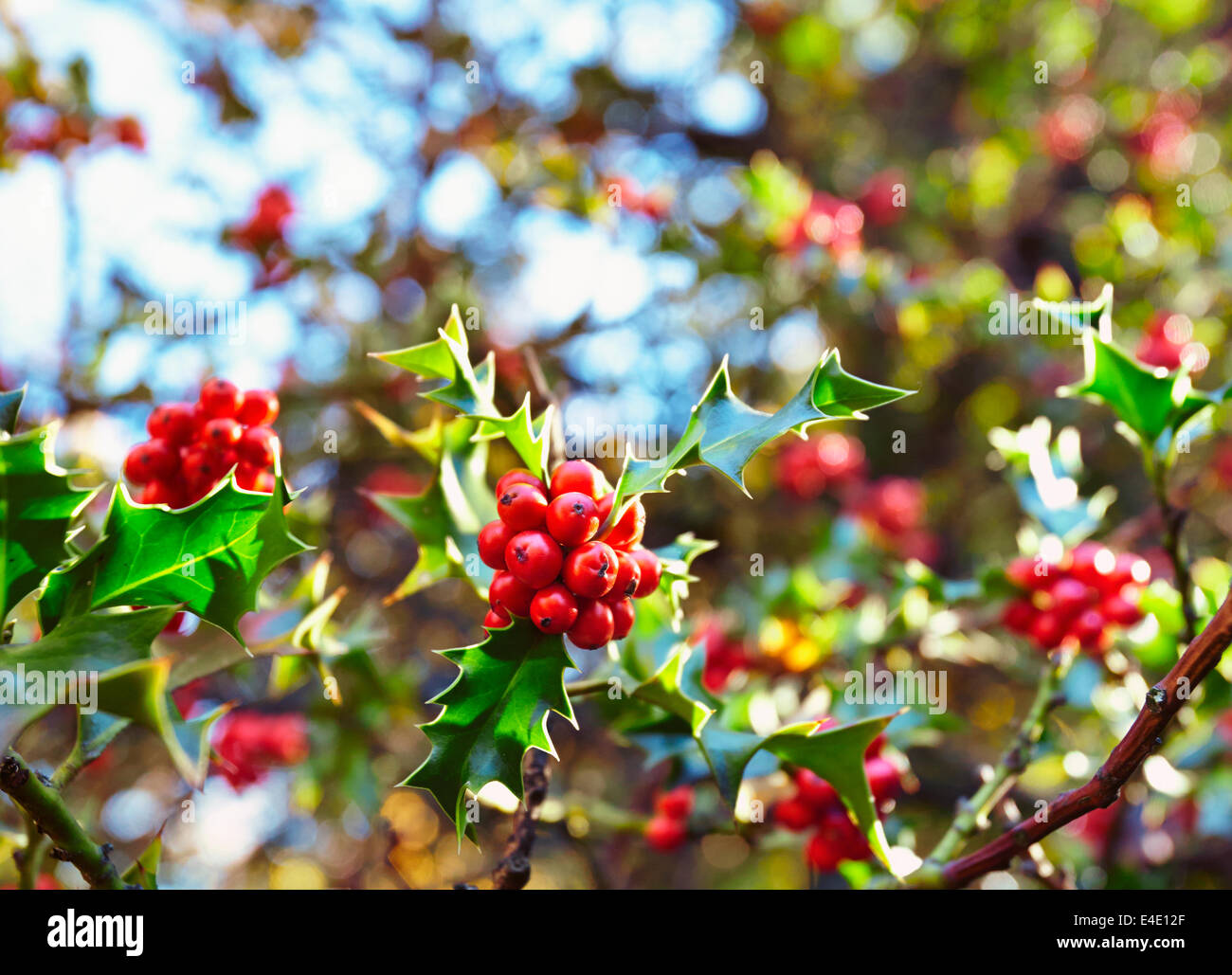 Holly tree at the Royal Botanical Garden. Madrid. Spain Stock Photo - Alamy