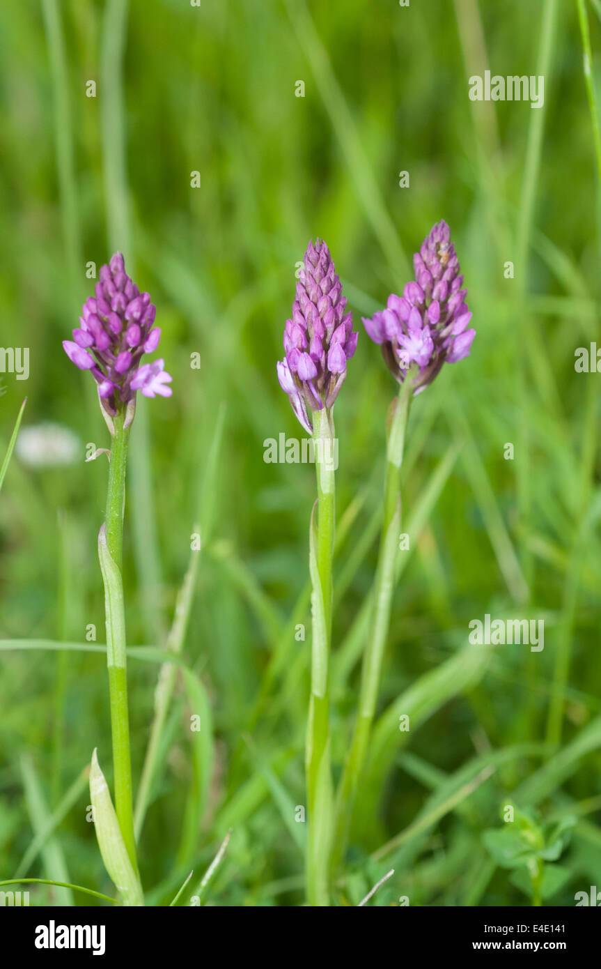 Anacamptis Pyramidalis Pyramid Orchid Pyramidal High Resolution Stock ...