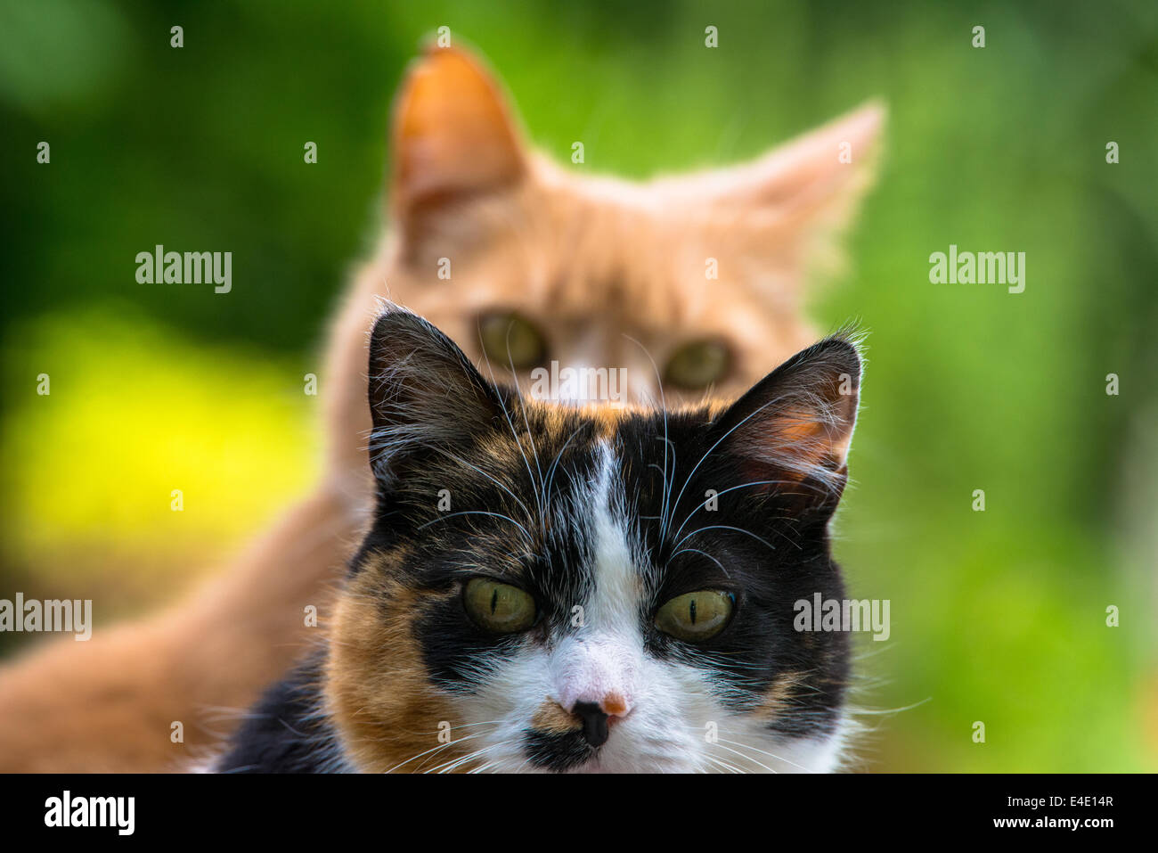 two cats looking at photographer Stock Photo - Alamy
