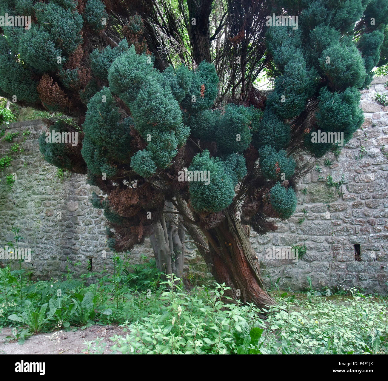 Tree cypress france hi-res stock photography and images - Alamy