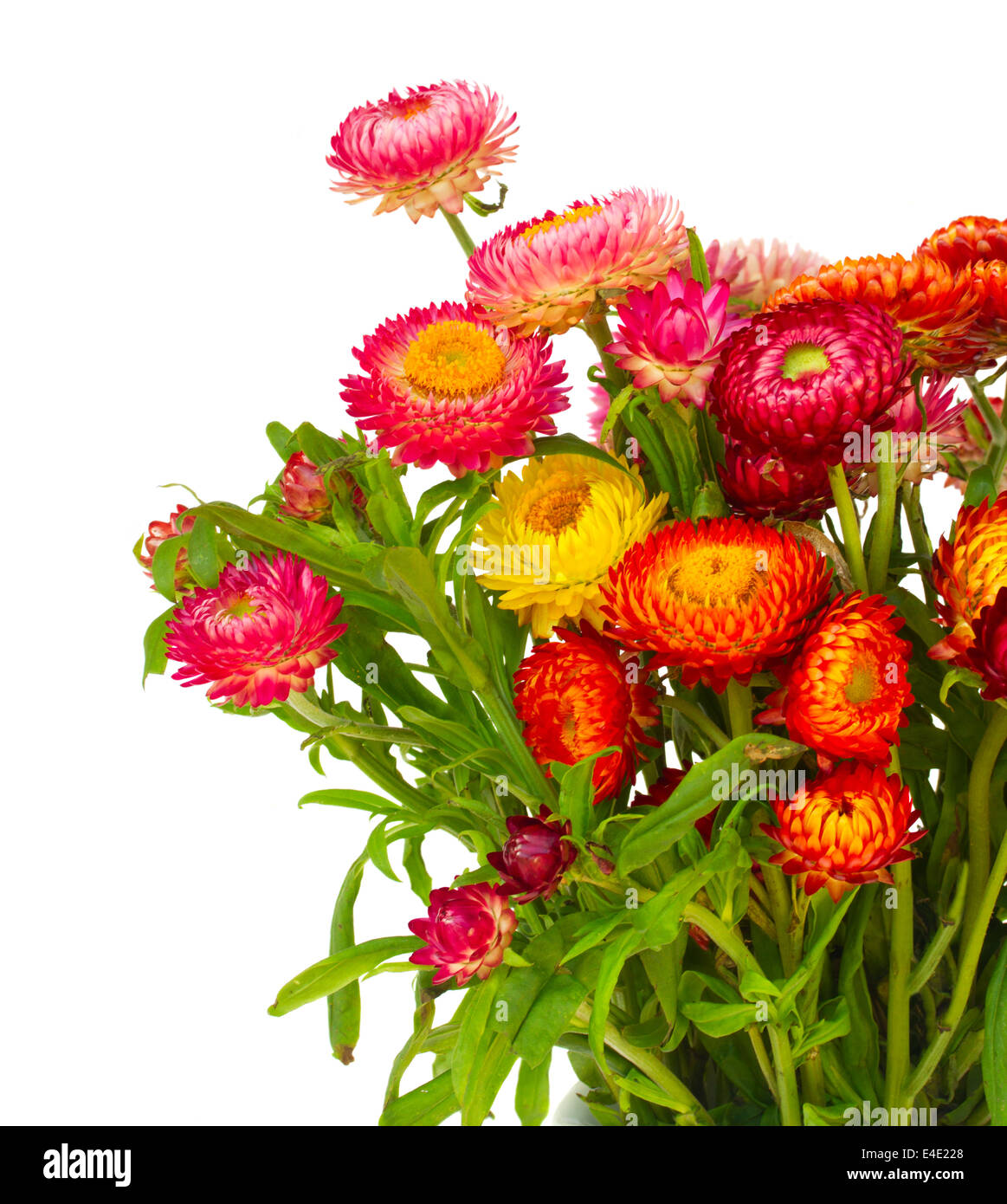 Everlasting flower posy hi-res stock photography and images - Alamy