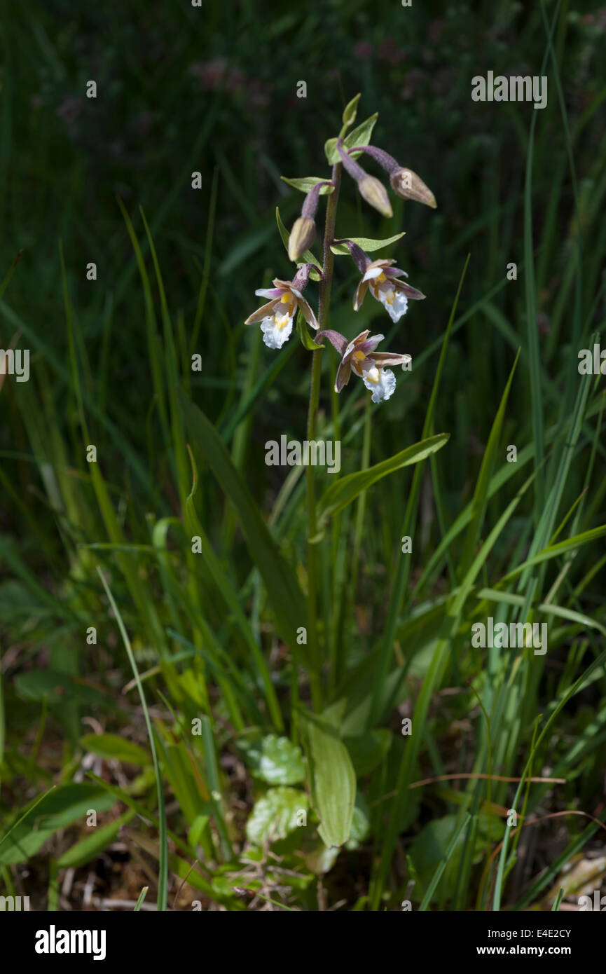Epipactis palustris marsh helleborine orchid new forest hampshire uk ...