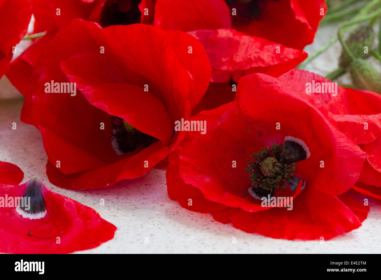 fresh poppy flowers Stock Photo - Alamy