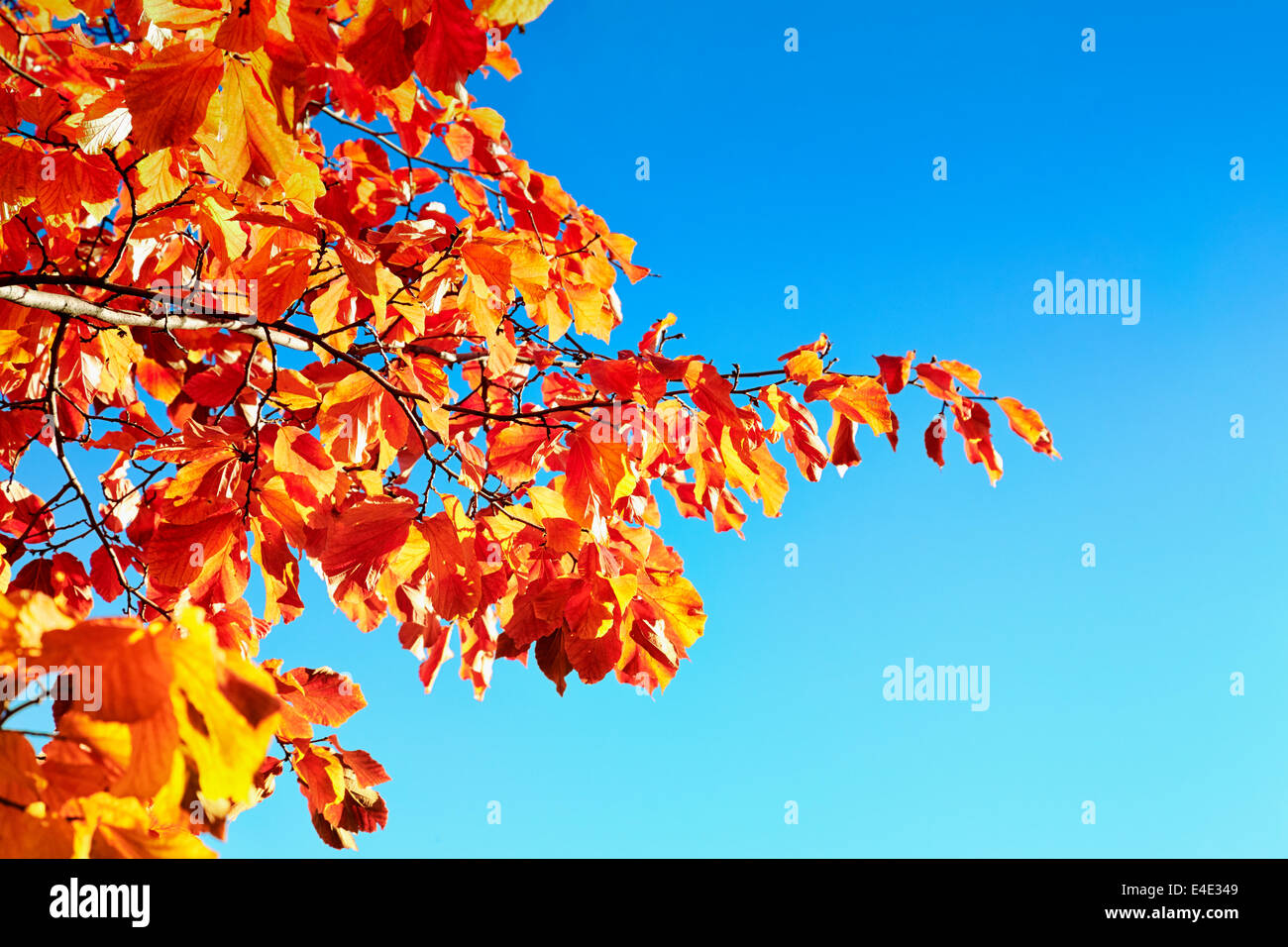 Beech tree (Fagus sylvatica) at the Royal Botanical Garden. Madrid ...
