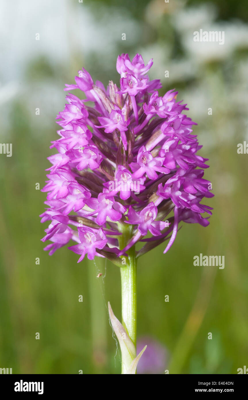 Anacamptis pyramidalis Pyramid orchid pyramidal pink native new forest ...