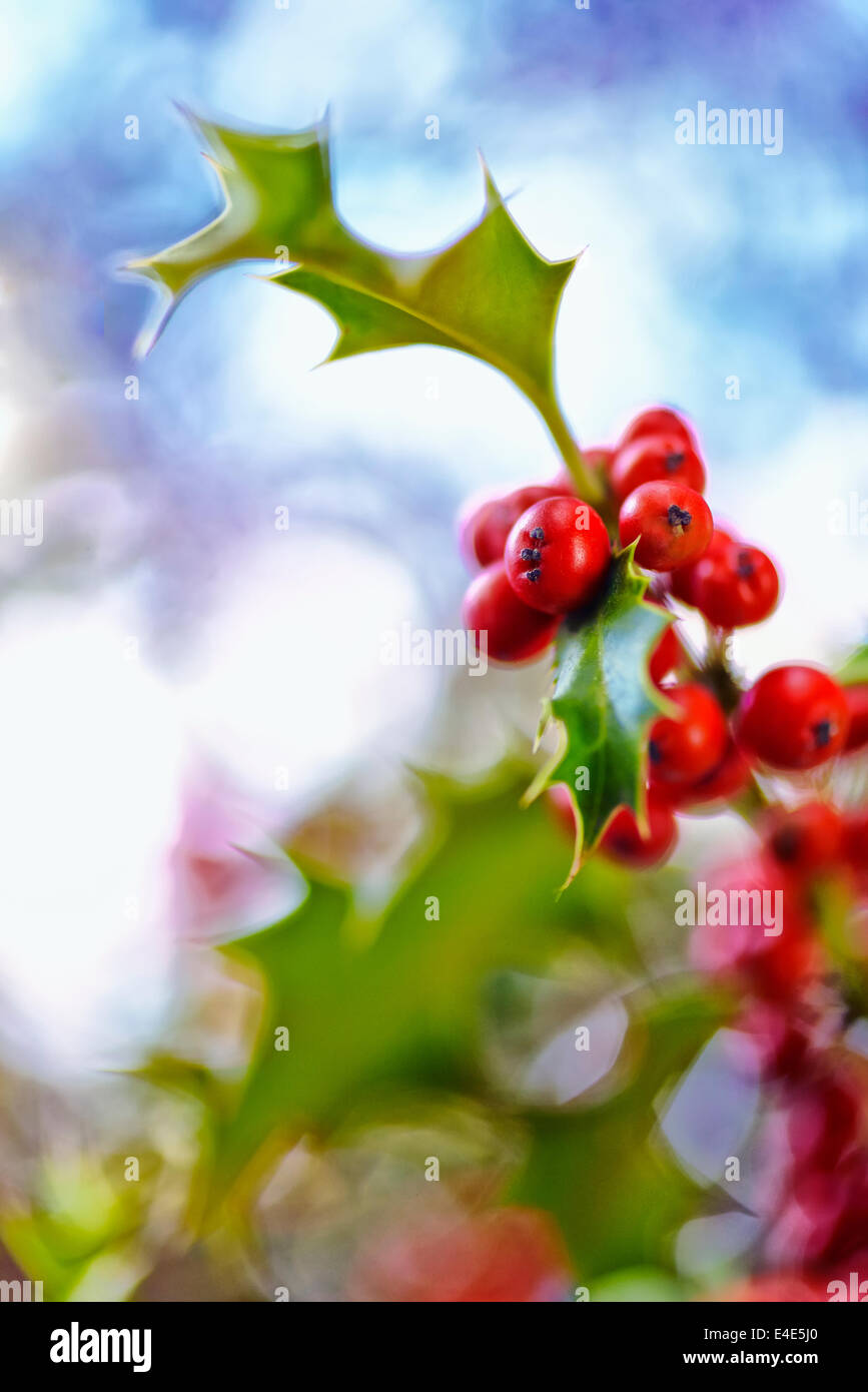 Holly tree garden hi-res stock photography and images - Alamy