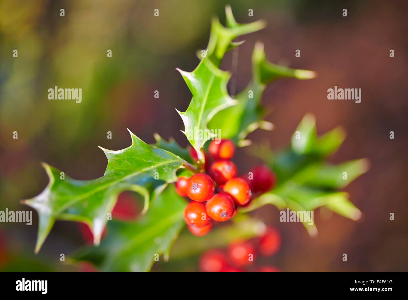 Holly tree at the Royal Botanical Garden. Madrid. Spain Stock Photo - Alamy