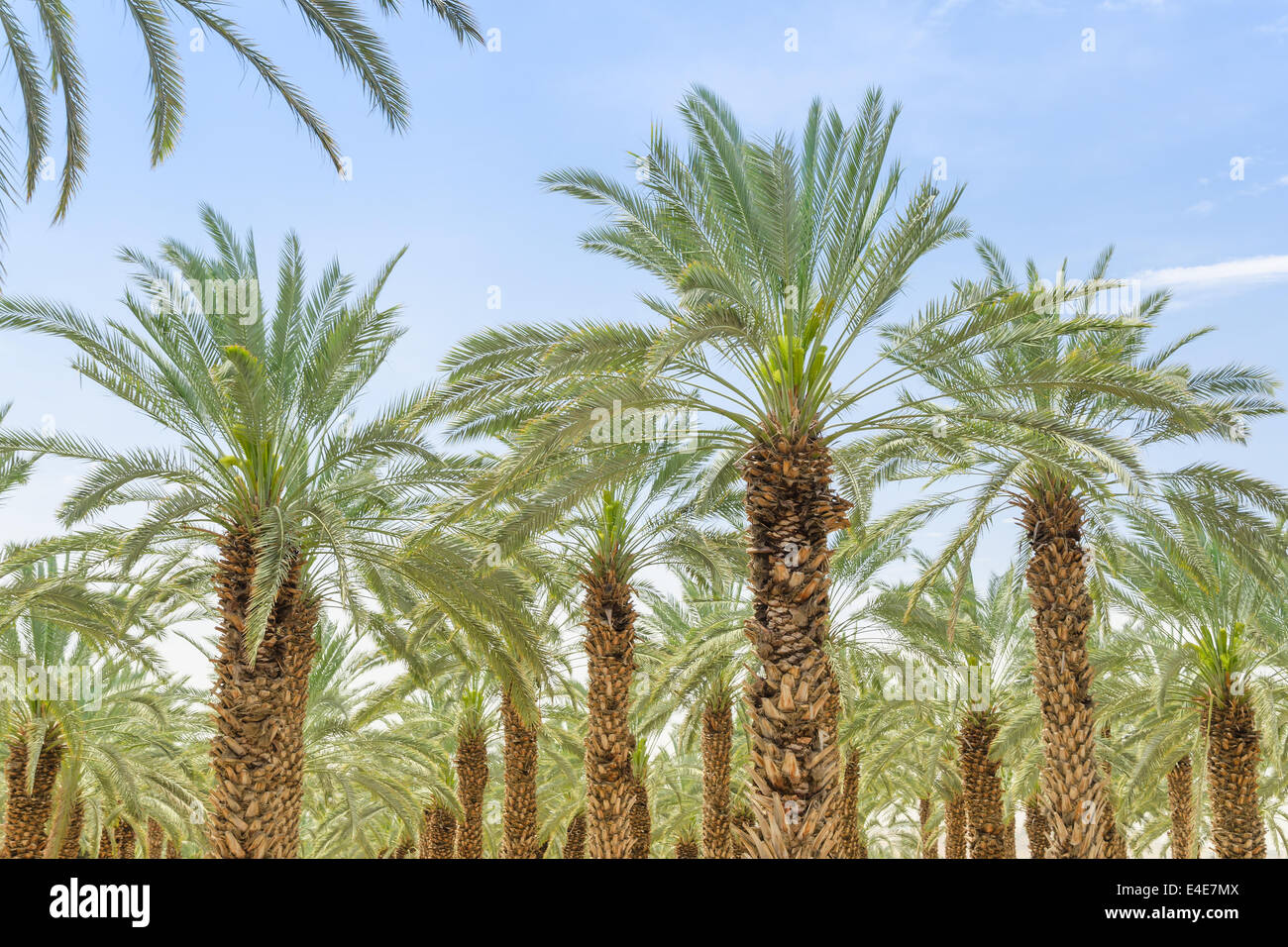 Forest of date palms hi-res stock photography and images - Alamy