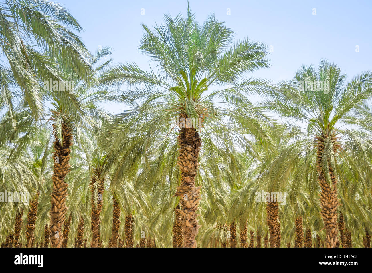 Date figs palm forest or plantation orchard in Israel Galilee Jordan ...