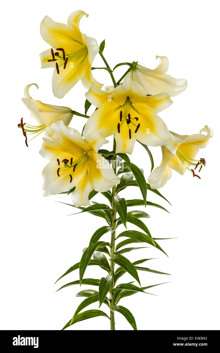 Flowers lily, lat. Lilium Oriental Hybrids, isolated on white ...