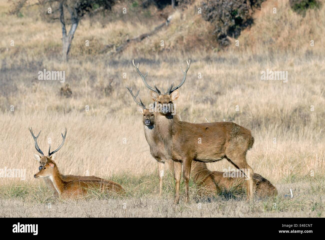 Barasingha (12-tined) Deer, also known as Swamp Deer Stock Photo - Alamy