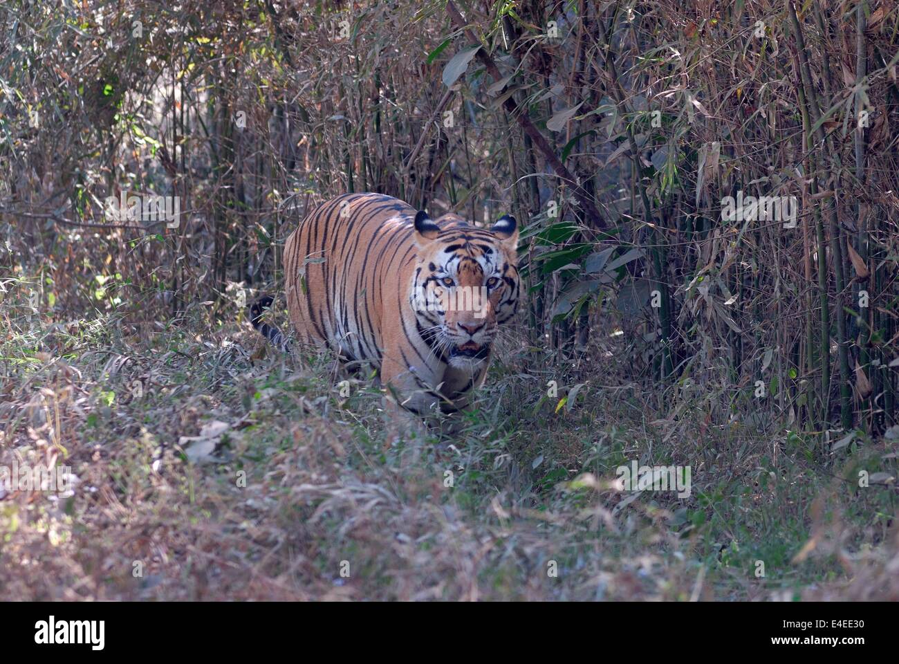 Caught tiger hi-res stock photography and images - Alamy